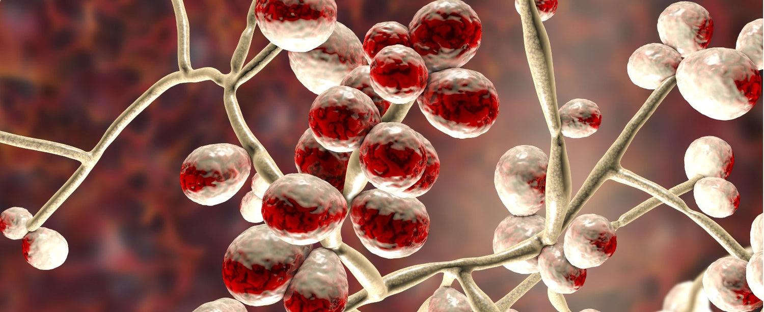 5 Stages of Candida Overgrowth – ccwscandidacleanser